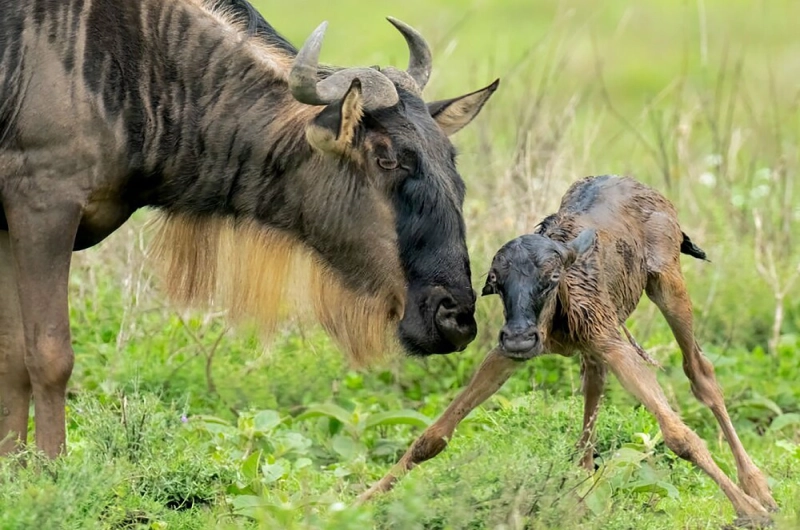 Serengeti Calving Season Safari Guide